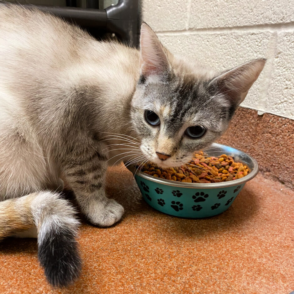 Pet of the Week: Leah (#2385) | News, Sports, Jobs - Daily Herald
